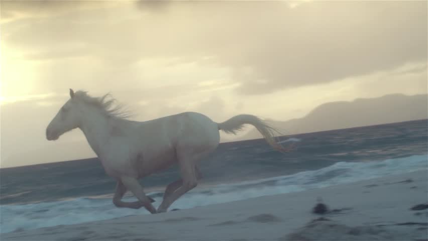 Wild Boar Gallop Runs. Animation Is Cyclic And Isolated. Alpha Channel ...