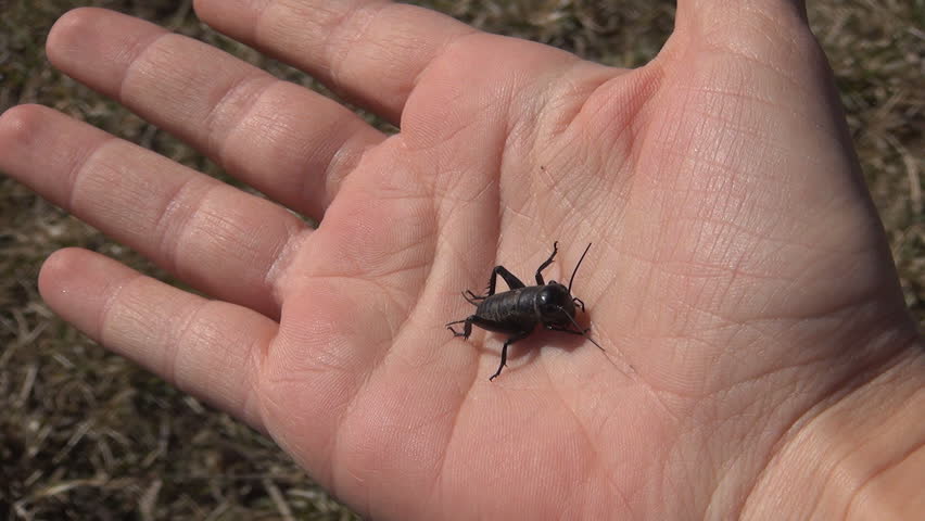 Stock video of close up child playing with cricket | 6406664 | Shutterstock