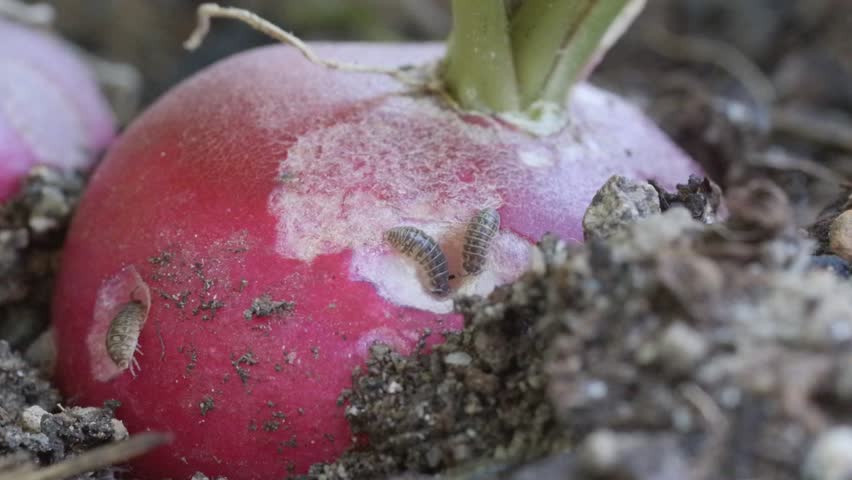Pill Bugs Damaging Radish Stock Footage Video (100% Royalty-free ...