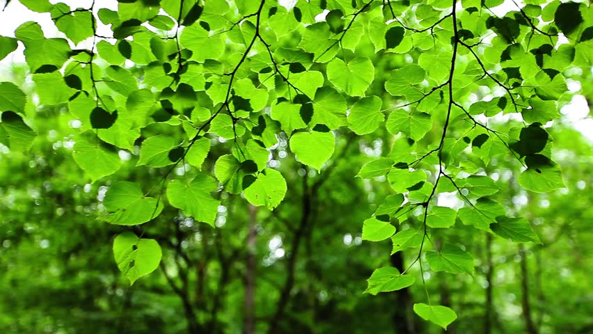 Beautiful Spring Leaves of Tree Stock Footage Video (100% Royalty-free ...