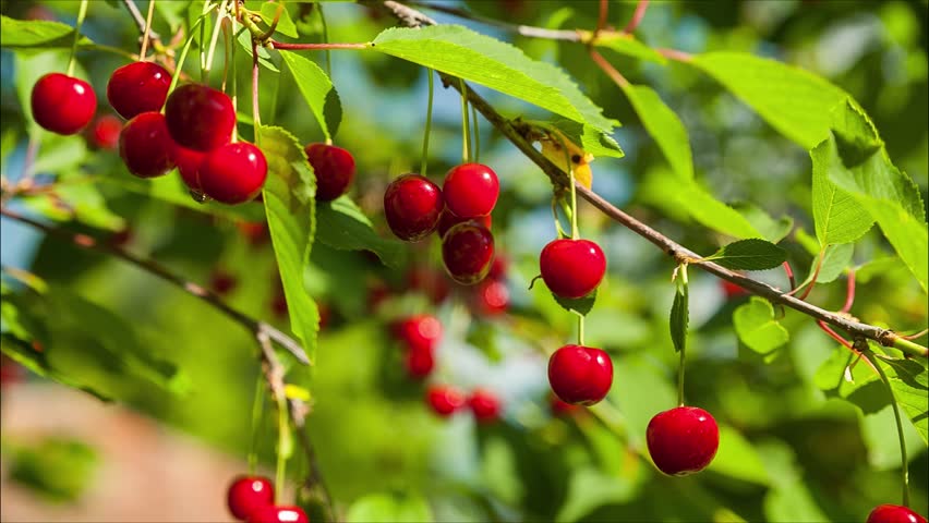 Pitanga The Surinam Cherry, Brazilian Cherry, Cayenne Cherry, Eugenia ...