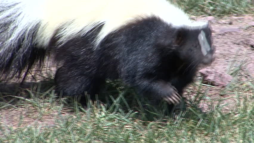 Stock video of striped skunk adult lone foraging summer | 6487934 ...