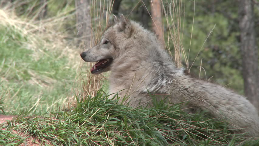 Stock video of wolf adult resting spring predator | 6488114 | Shutterstock