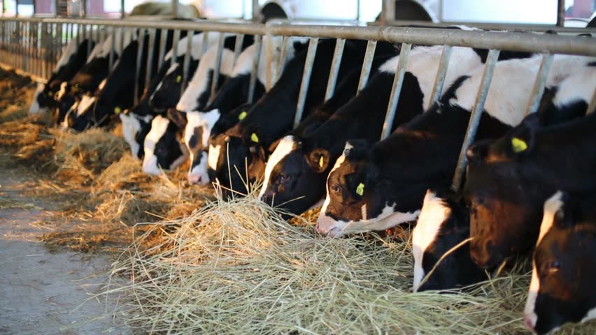 Many Calves Stands in Stall Stock Footage Video (100% Royalty-free ...