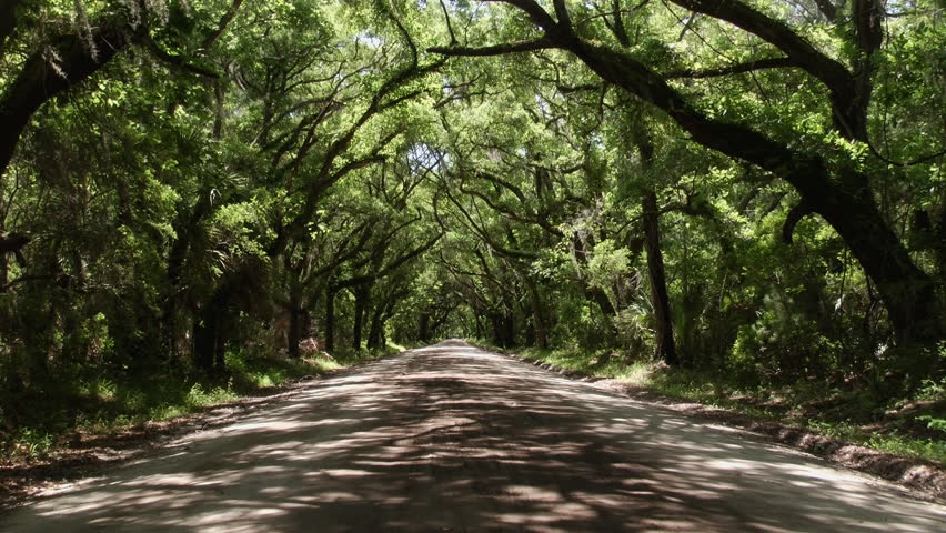 A Dirt Road Canopied By Oak Trees In The Lowlands Of South Carolina ...