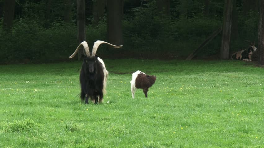 Valais Blackneck Goat Buck and Stock Footage Video (100% Royalty-free ...