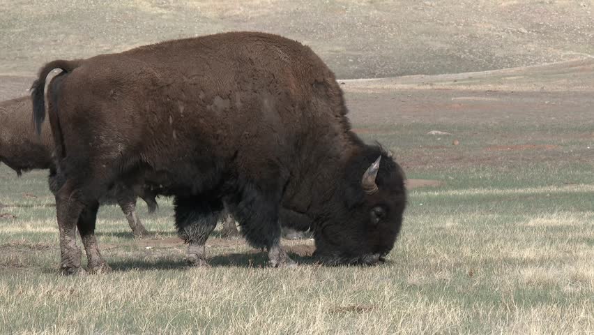 Bison Bull Adult Several Feeding Stock Footage Video (100% Royalty-free ...
