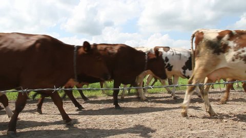 Caw Milk Stock Video Footage - 4K and HD Video Clips | Shutterstock