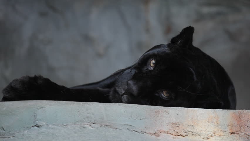 Black Panther Lying Down On A White Background Stock Footage Video ...