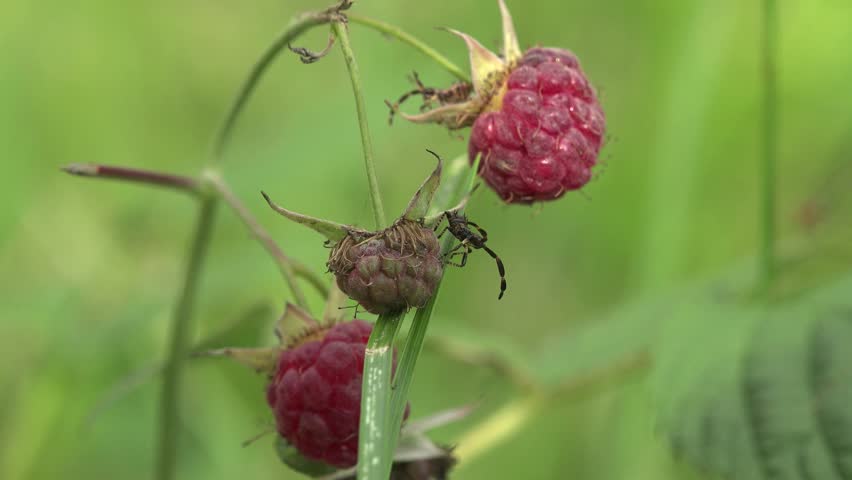 Leaf Cutter Ants Cutting Leaves And Fighting Over The Bounty In The ...