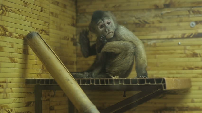 Monkey Scratched (slow Motion) Stock Footage Video (100% Royalty-free ...