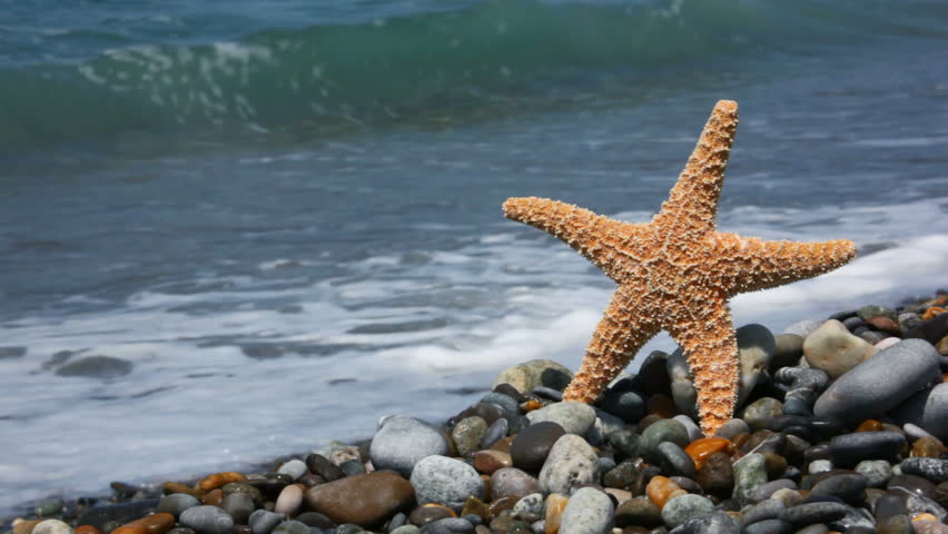 Sea Star Standing On Stones Stock Footage Video (100% Royalty-free ...