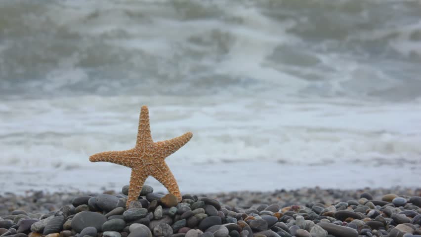 sea star standing on pebble coast, sea 的库存视频影片 | Shutterstock