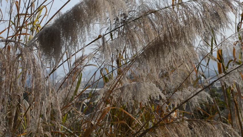 Reed in the Wind Stock Footage Video (100% Royalty-free) 6872194 ...