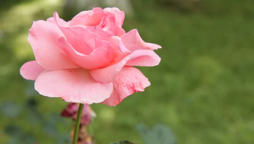 Pink Roses Moving in the Stock Footage Video (100% Royalty-free ...
