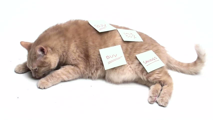 Cat Covered in Post it Stock Footage Video (100% Royalty-free) 689344 ...