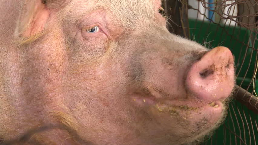 Large Farm Pig Eating Corn In Pigpen, Close Up. Stock Footage Video ...