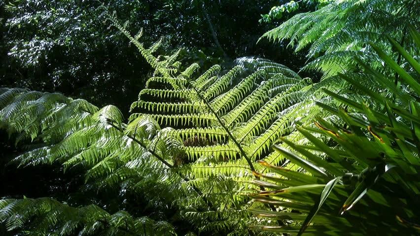 New Zealand Native Sub-tropical Rain-forest With Vines And Silver Tree ...