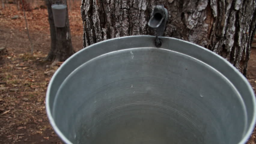 Sap Drips from Tapped Maple Stock Footage Video (100% Royalty-free ...
