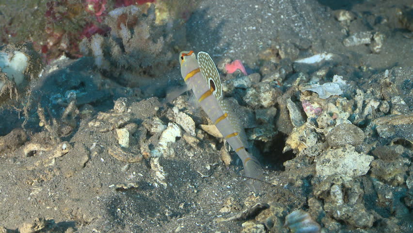 Waves On Dirty Sea Surface Full Of Rubbish Stock Footage Video 9588059 ...