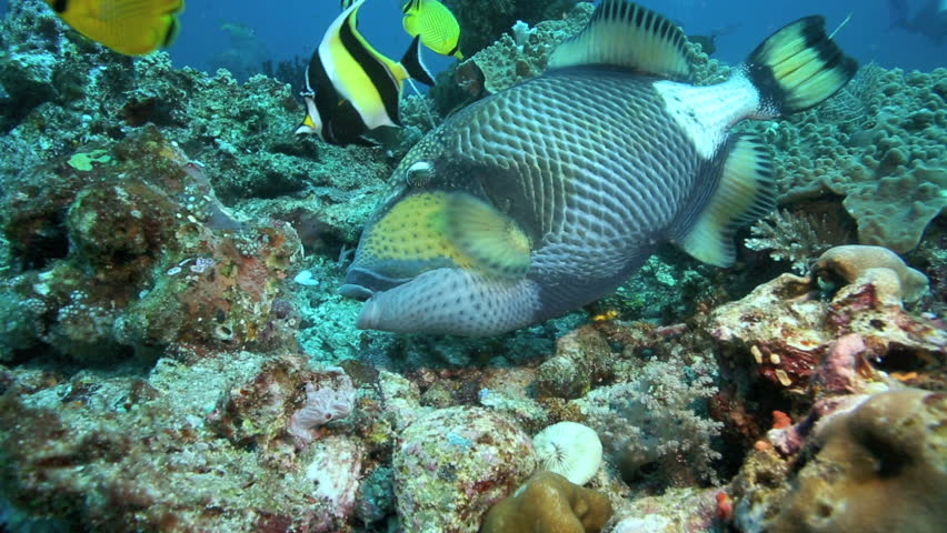 Titan Triggerfish Using its Sharp Stock Footage Video (100% Royalty ...