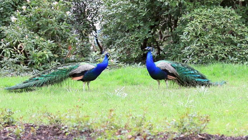 Two Peacocks Ready to Fight Stock Footage Video (100% Royalty-free ...