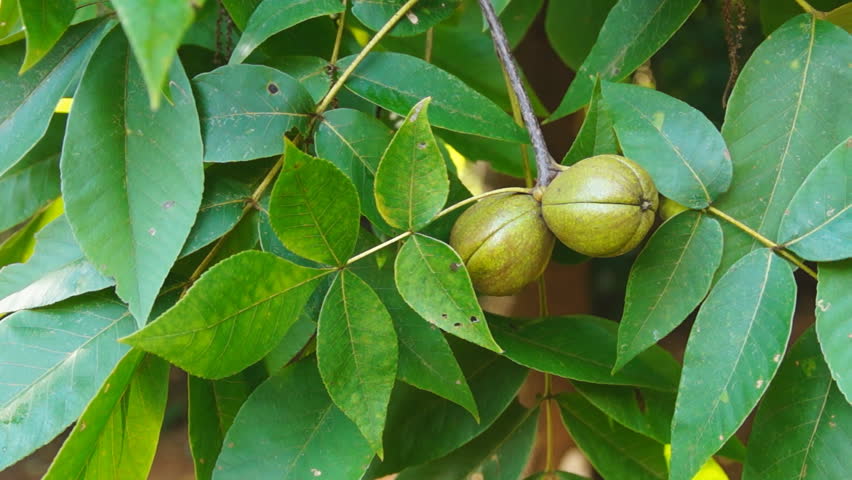 Hickory Tree Leaves And Nuts During Late Summer In Georgia. Popular ...