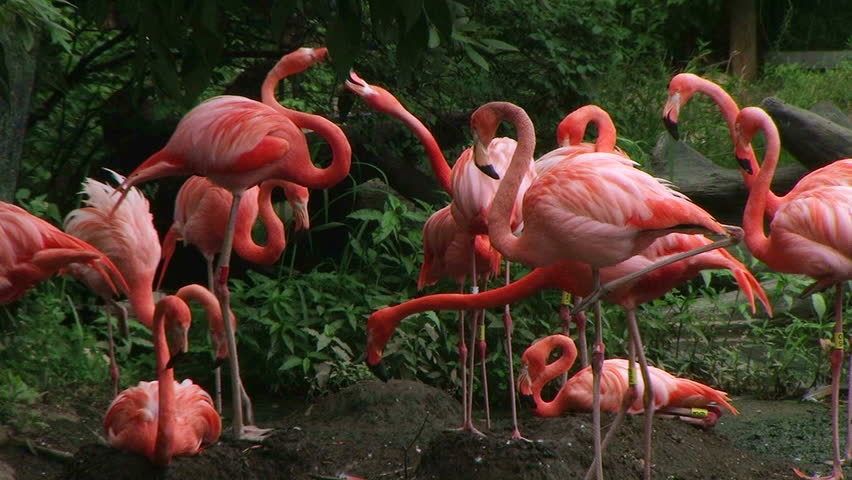 Pink American Flamingo Mating Ritual Stock Footage Video (100% Royalty ...