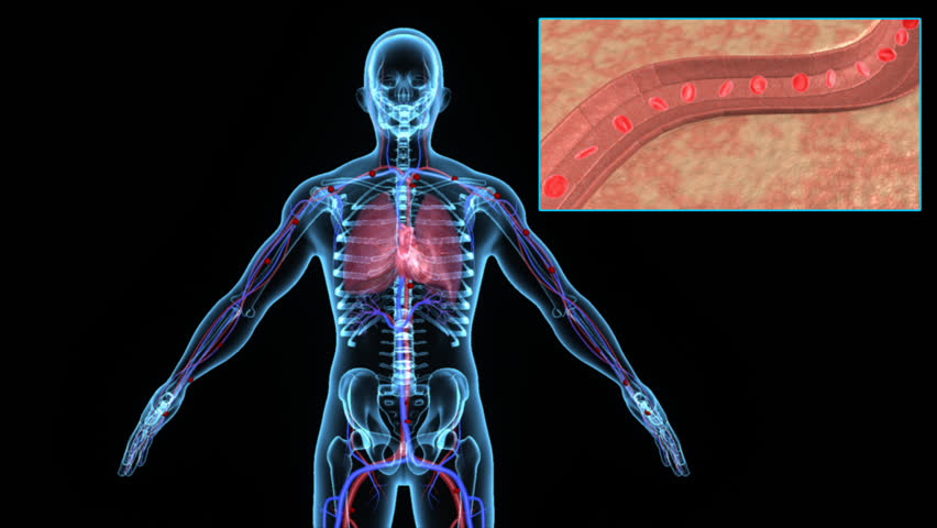 Oxygenated Blood Stock Footage Video (100% Royalty-free) 7240834 ...