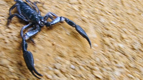 Scorpion Stock Video Footage - 4K and HD Video Clips | Shutterstock