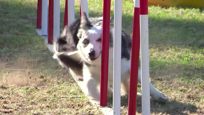 Pet Racing In Competition, Animal Agility Race With Dog Running And ...