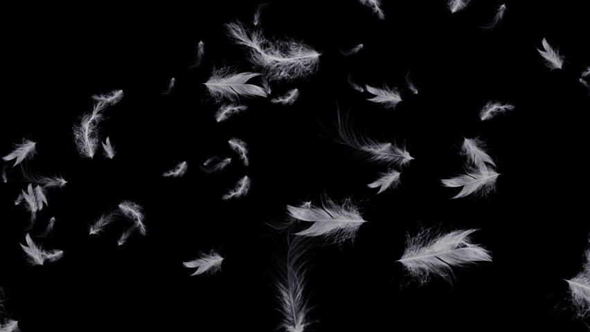 Stock Video Clip of White Feathers Spurt - 7 - Alpha | Shutterstock