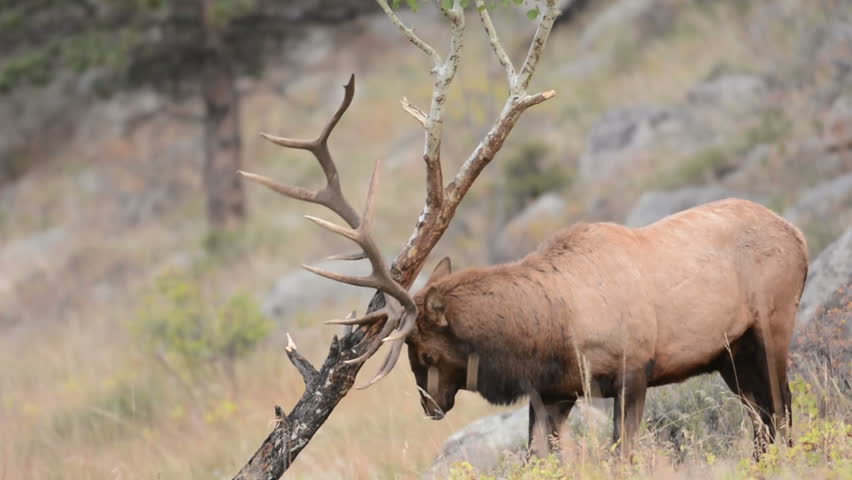 A Large Bull Elk Rubs A Tree In Smoky Mountain National Park Stock ...