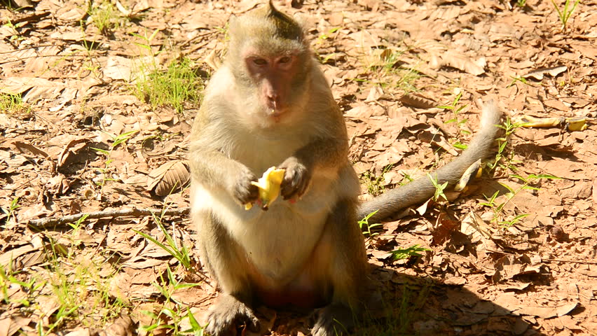 Stock video of monkey eating lotus seeds - angkor | 7528054 | Shutterstock