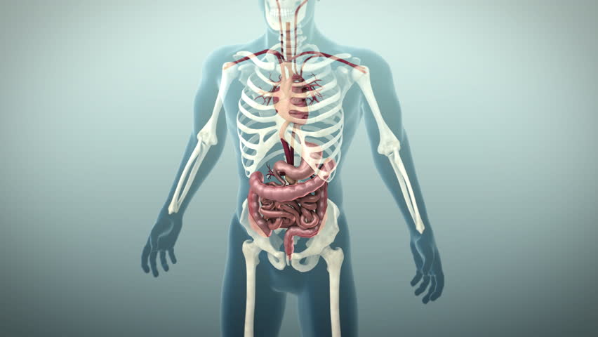 Gastrointestinal Stock Video Footage - 4K and HD Video Clips | Shutterstock