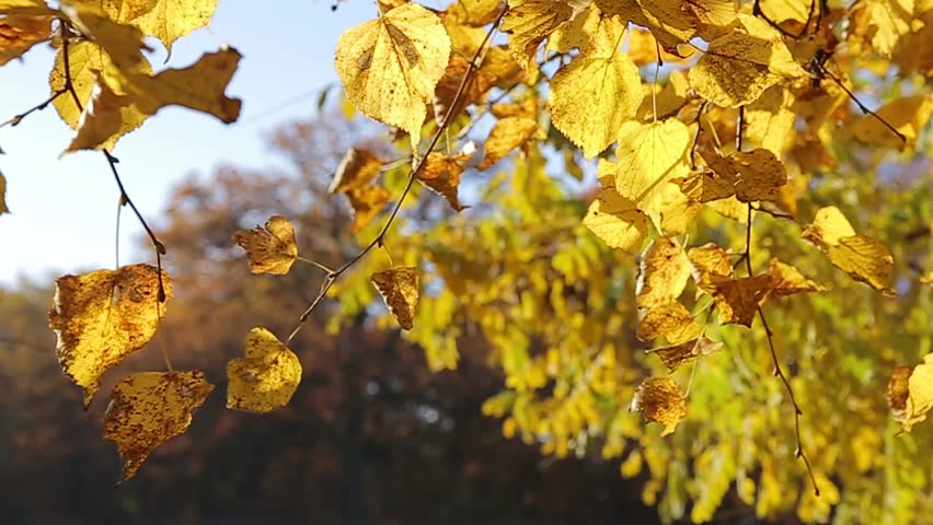 Leaves Rustling In The Wind Stock Footage Video 1259674 | Shutterstock