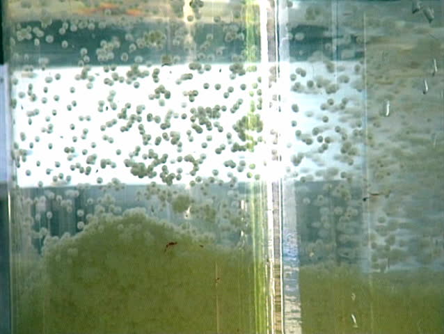 Separation of Fertilized Fish Cells Stock Footage Video (100% Royalty ...