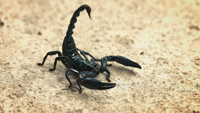 Scorpion Stock Video Footage - 4K and HD Video Clips | Shutterstock