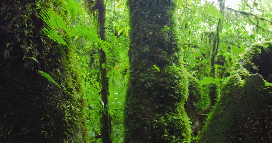 Mossy Trees in Humid Climate Stock Footage Video (100% Royalty-free ...