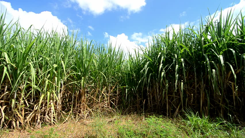 Sugarcane Field Stock Footage Video | Shutterstock