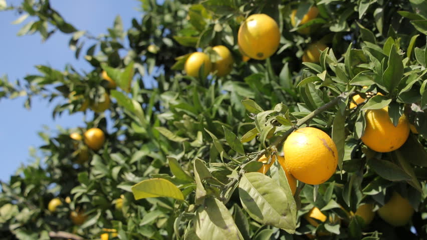Stock Video Clip of Lemon trees, branches with lemons | Shutterstock