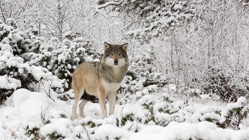 Eurasian Wolf in Winter Scenery. Stock Footage Video (100% Royalty-free ...