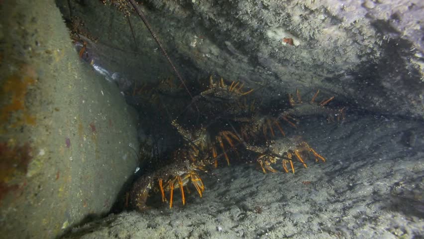 Spiny Crayfish (lobster) Sheltering Under Stock Footage Video (100% ...