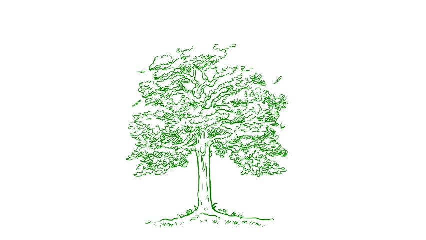 Growing Tree On White Background, Isolated Object. Convenient For ...