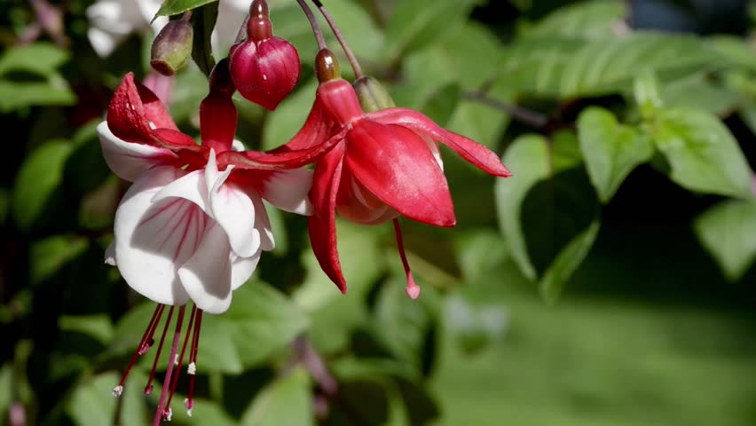 Fuchsia Stock Footage Video (100% Royalty-free) 8156764 | Shutterstock