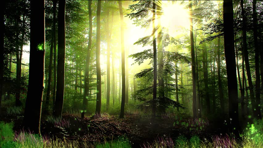Enchanted Forest Stock Footage Video | Shutterstock