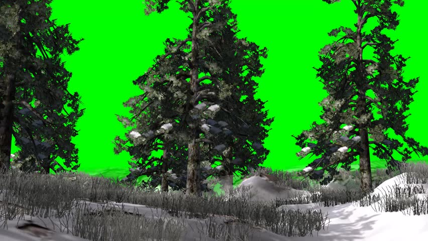 Frozen Trees Blossom And Grow On Frozen Ground On A Green Screen ...