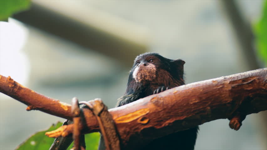 Saguinus Fuscicollis Stock Video Footage - 4K and HD Video Clips ...