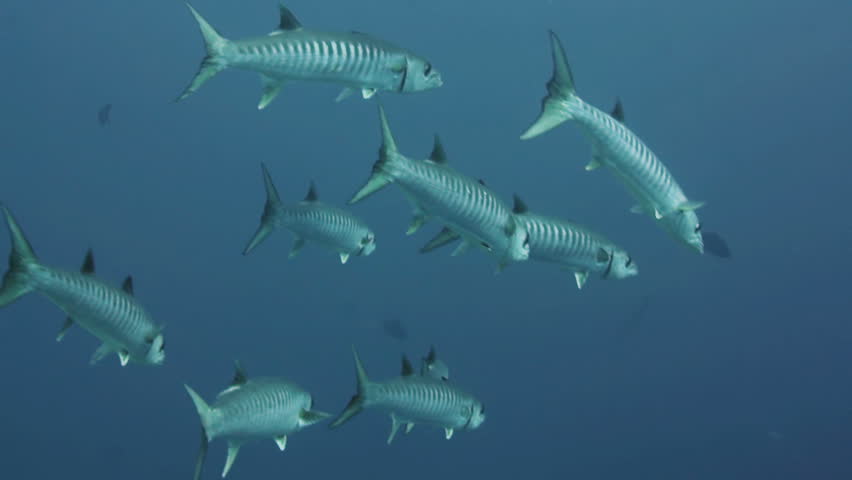 School of Barracudas in Blue Stock Footage Video (100% Royalty-free ...