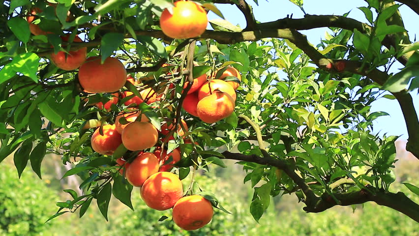 Orange Tree - Orange Farm Stock Footage Video (100% Royalty-free ...